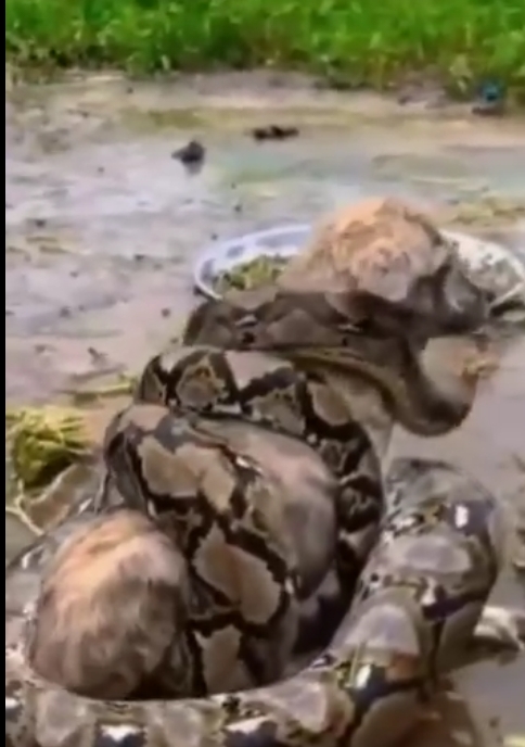 Heroic Rescue: Dog Saved from Python Attack - Everything