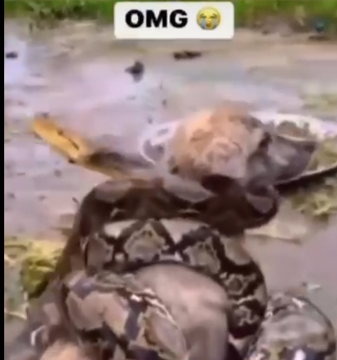 Heroic Rescue: Dog Saved from Python Attack - Everything