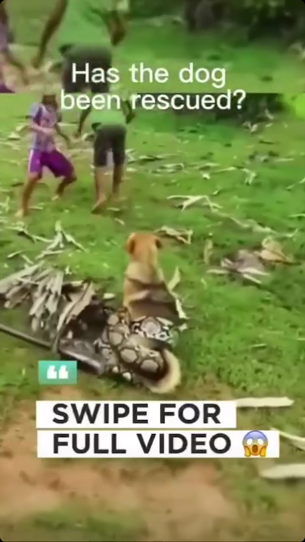 Heroic Rescue: Dog Saved from Python Attack!! - Everything