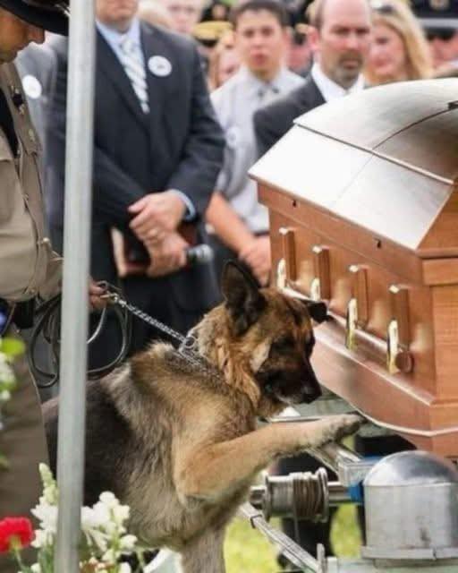 THEY TOLD US HE DIED IN THE LINE OF DUTY—BUT HIS DOG KNEW BETTER ...