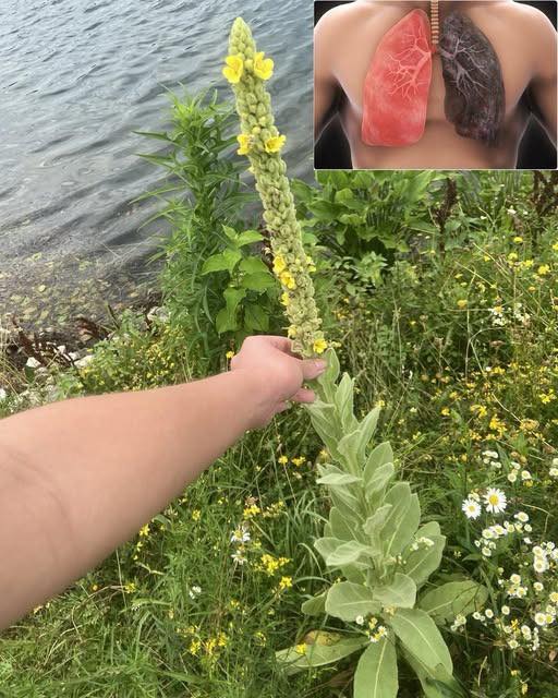 Mullein Uses and Plant Monograph - Everything