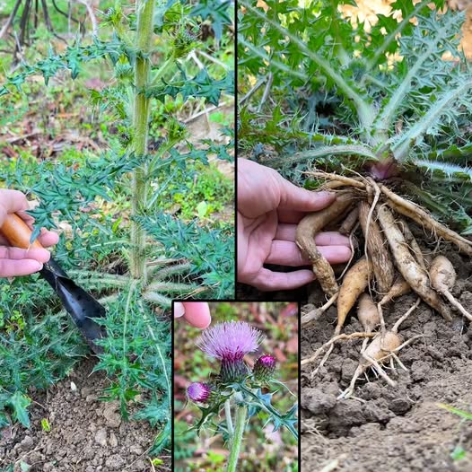Bull Thistle (Cirsium vulgare): A Wild Plant with Surprising Benefits ...