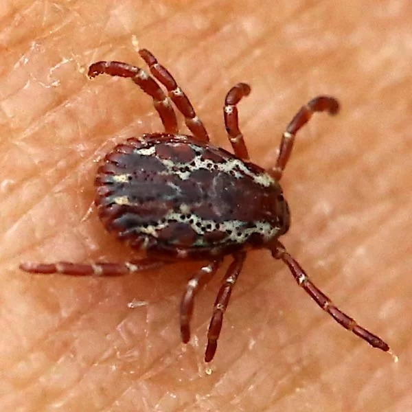 Steps to take when discovering a tick… - Everything