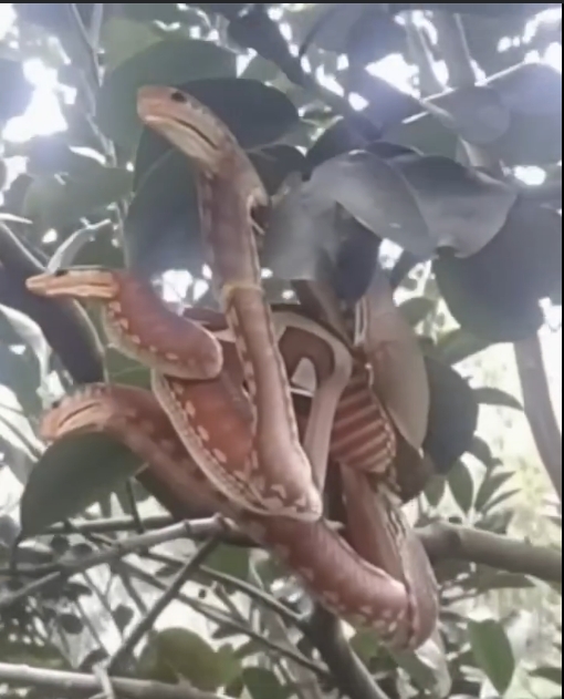 Angry-Looking ‘Snakes’ Spotted Lurking In Tree, - Everything