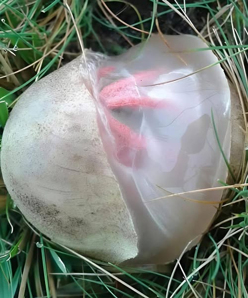 In the yard I found a slimy, reddish creature that emanated an ...