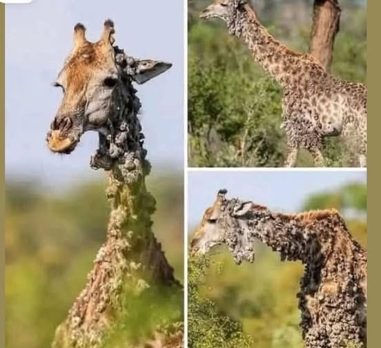 This giraffe left photographer speechless, then sad truth is revealed ...