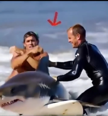 Iconic actor has died today after shark attack - Everything