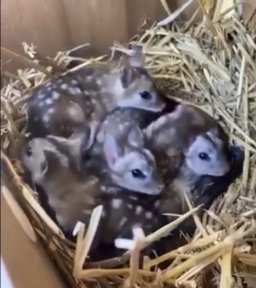 Gang finds unusually spiky creatures in nest – takes a closer look and ...