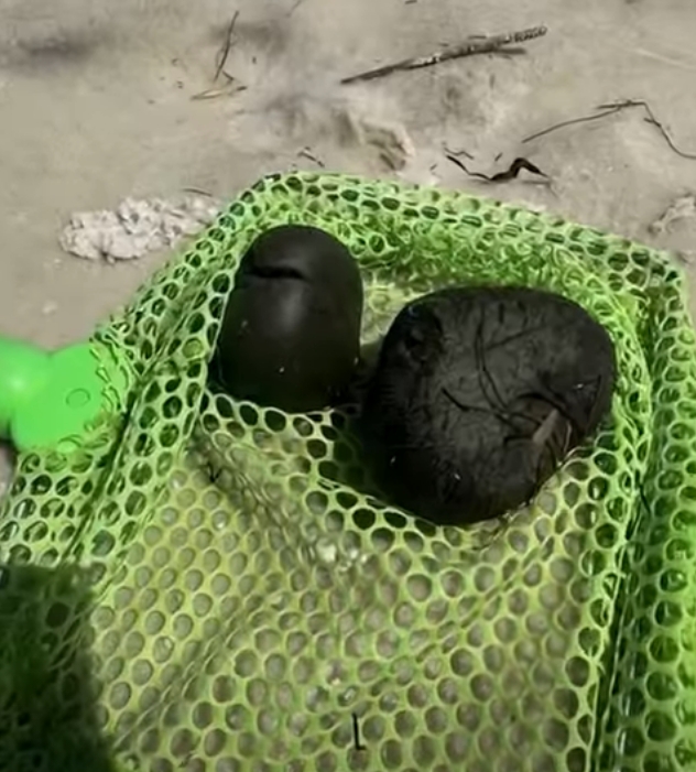 Kids Found These Strange Objects on the Beach — Experts Were Stunned ...
